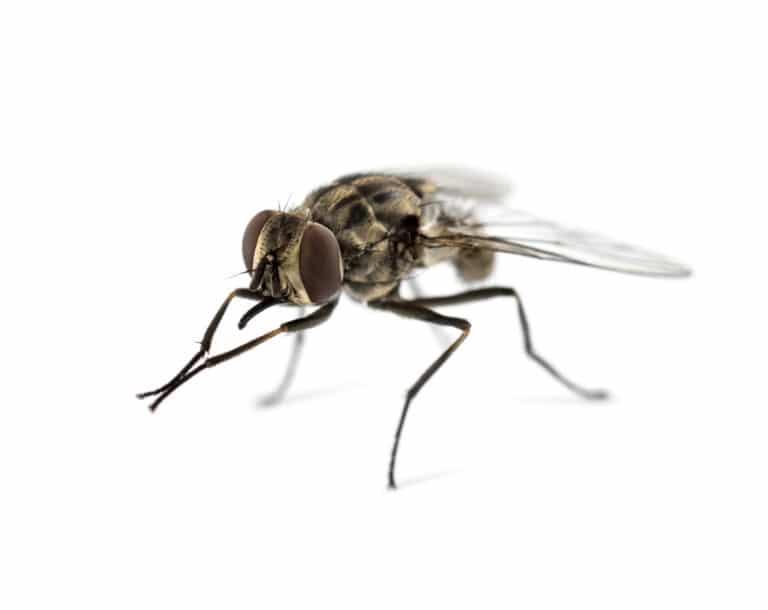 Alt om fluer - fluenet.dk