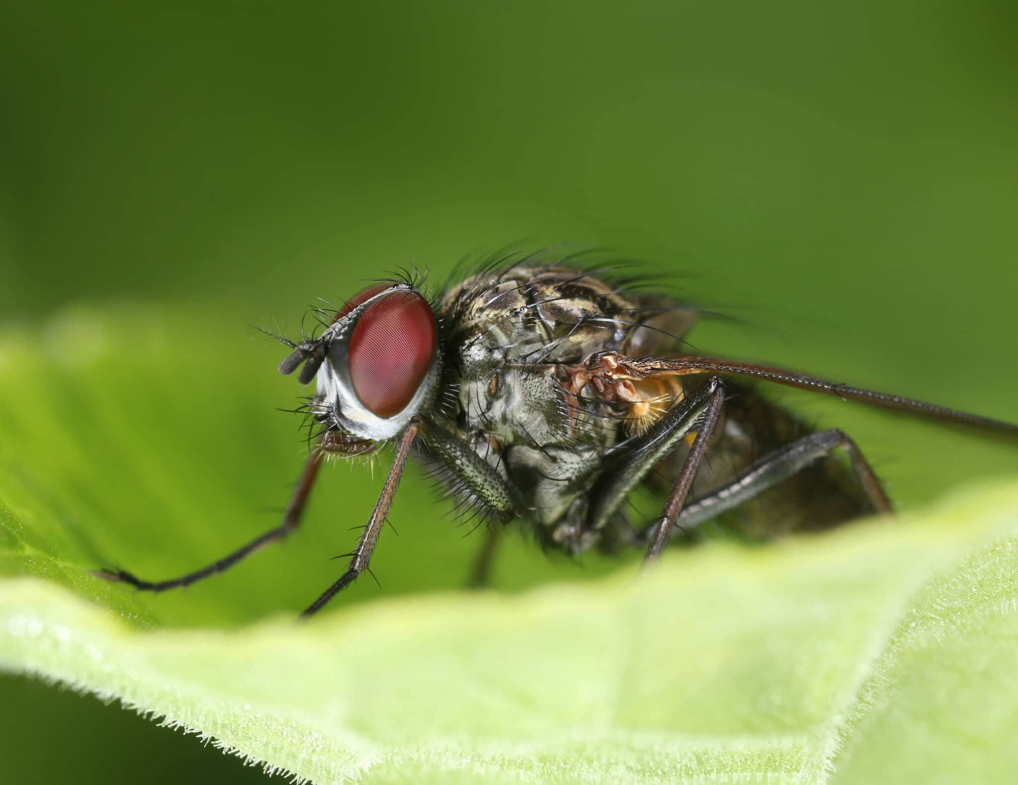 Alt om fluer - fluenet.dk