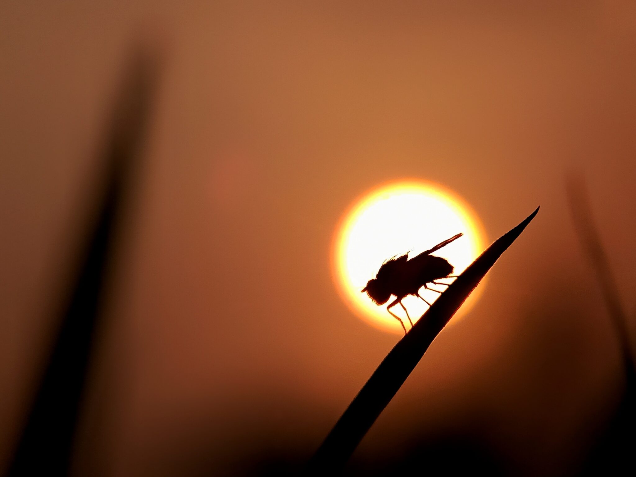 Alt om fluer - fluenet.dk